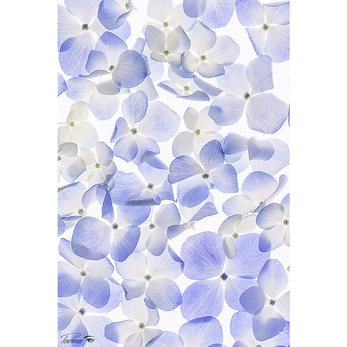UUOnline: Light Box Flower Photography with Padma Inguva - Unique ...