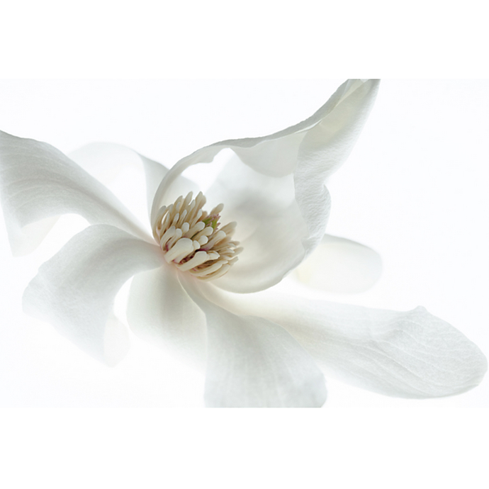 UUOnline: Light Box Flower Photography with Padma Inguva - Unique ...