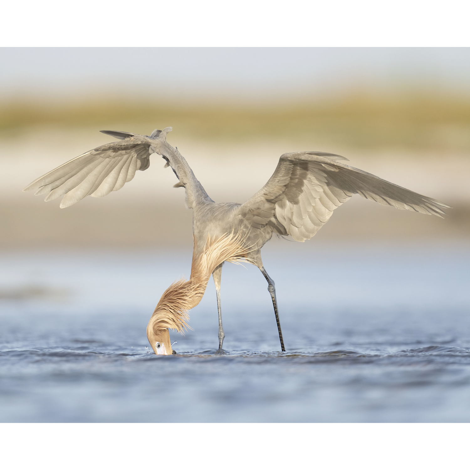 Bird Photography Bootcamp: Fast Action Razor Sharp w. Matt Kloskowski ...