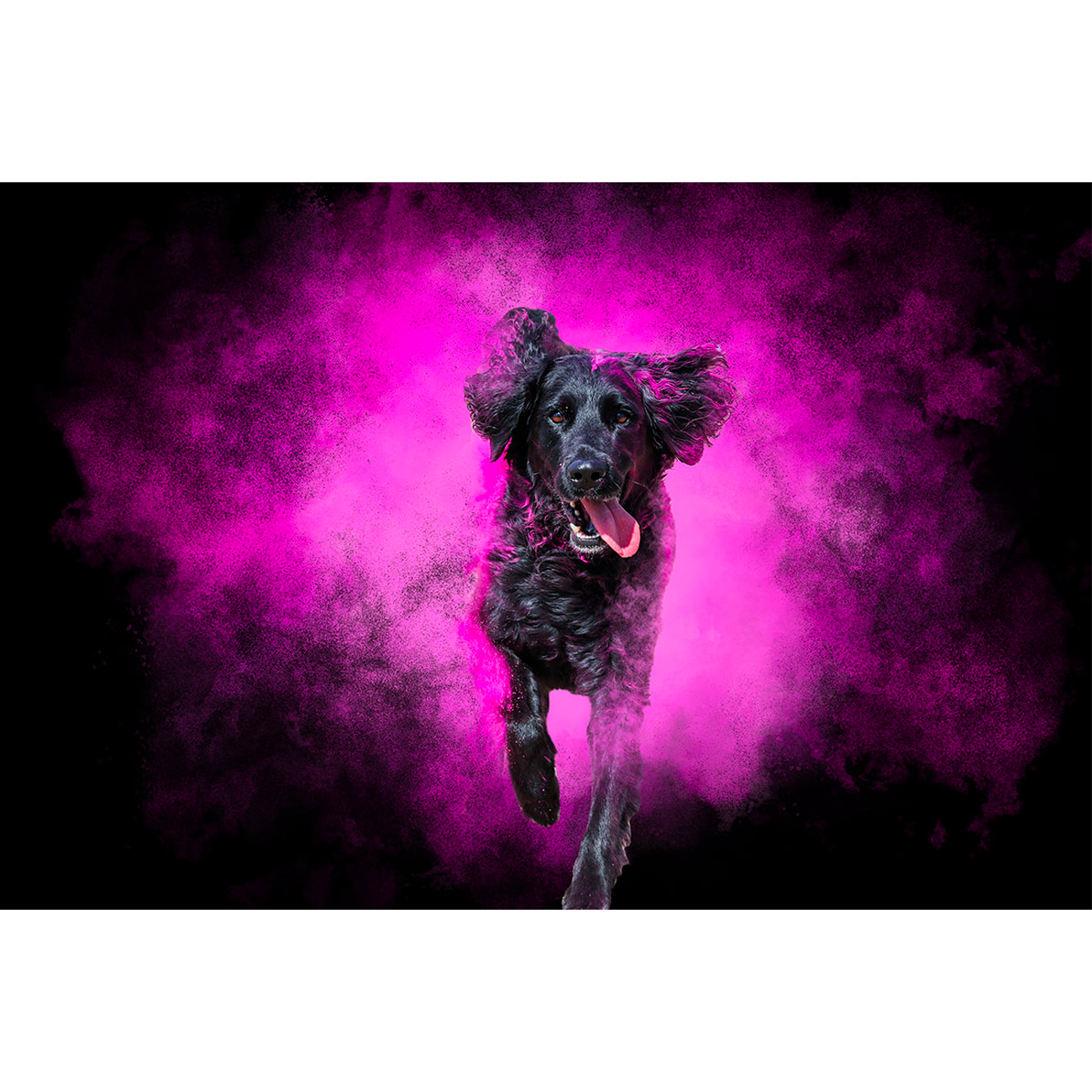 PCS: Disc Dogs in Action with Anabel Dflux (Sigma) - Unique University at Unique Photo